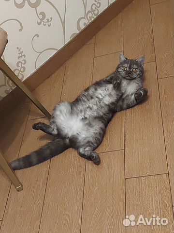 Кошка