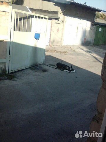 Найдена хаски,кобель