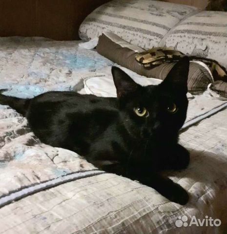 Озорной черный котенок 3 месяца