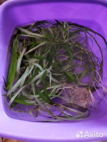 Лимонник аквариуме не растение