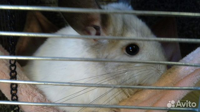 Шиншилла мальчик с клеткой и аксессуарами