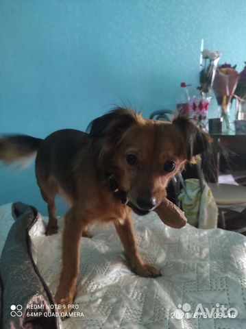 Той-терьер-папа,мама-Такса