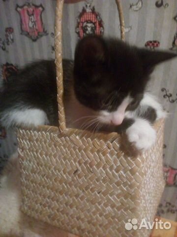 Домашние котята