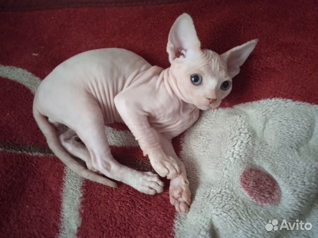 Канадский сфинкс котик