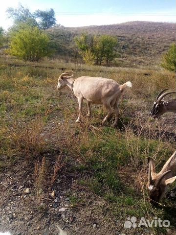 Коза на мясо