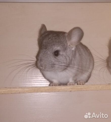 Шиншилленок белый, мальчик,2мес