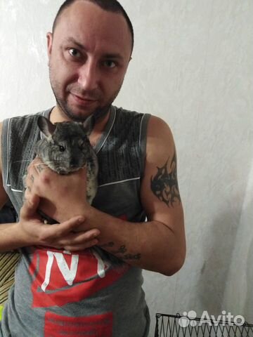 Серебристая шиншилла