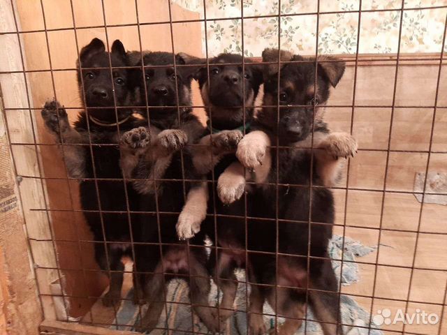 Щенки кинозвезды