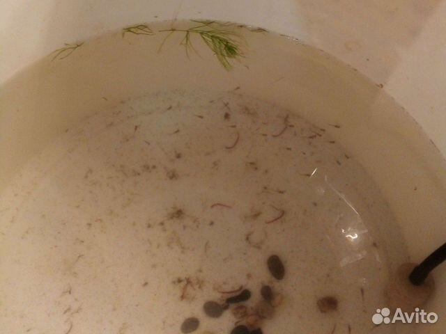 Аквариумные рыбки гуппи малёк отец шаровый гуппи,а