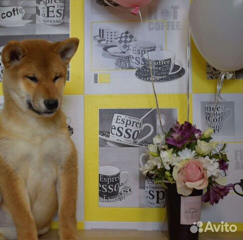 Шиба сиба ину