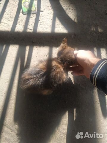 Шанс на жизнь для котенка