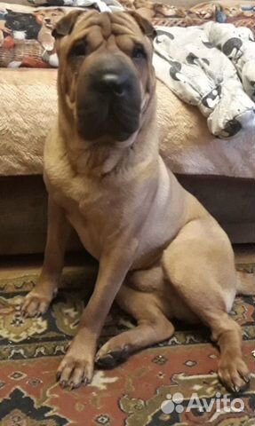 Шарпей вязка