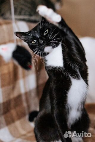 Бэтмен в добрые руки