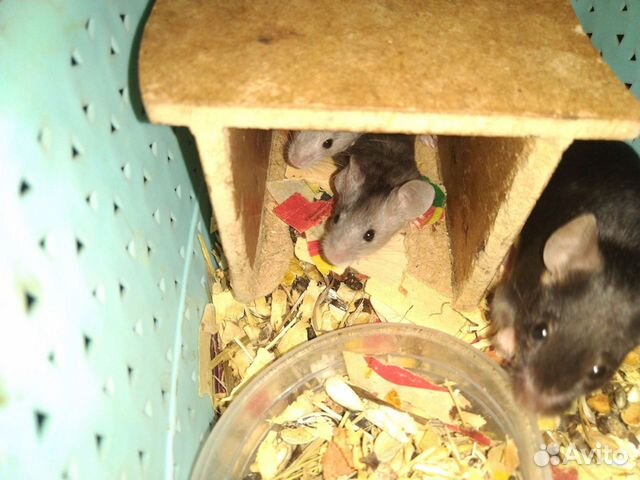 Милые сатиновые мышата