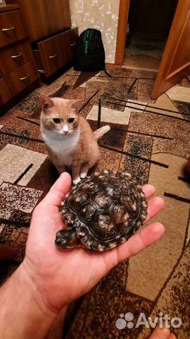 Черепаха красноухая (бесплатно)