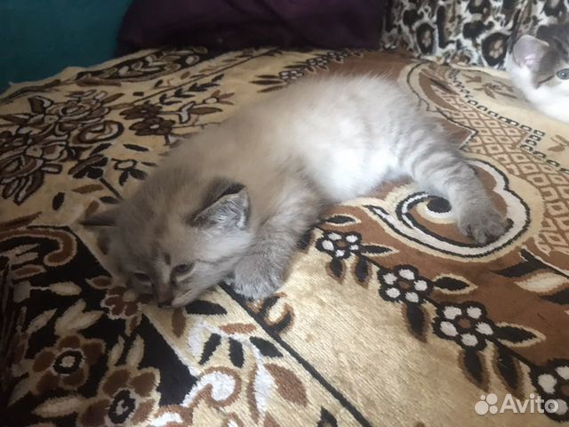 Котята,в хорошие руки Котятам грозит смерть, их хо