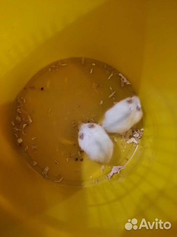 Джунгарский хомяк бесплатно