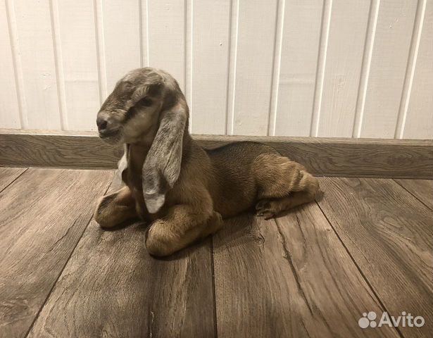 Козлик камори-нубийский 50/50