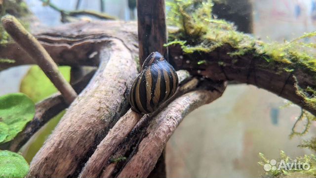 Улитка неретина зебра