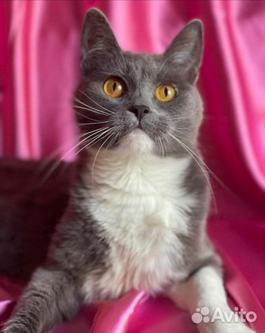 Кошке не дают жизни в семье