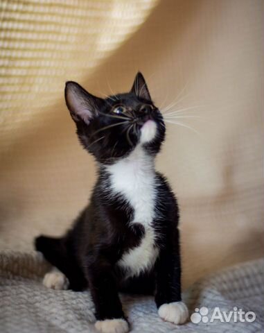 Котенок, кошечка черно-белая, маркизик