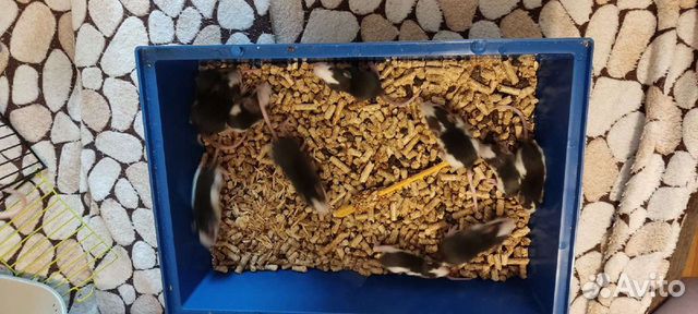 Крысы, кысята