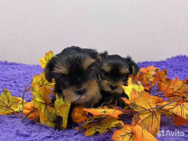 Йоркширский терьер щенки