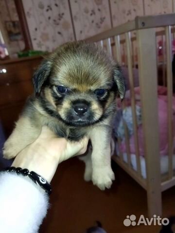 Щенята пекинеса