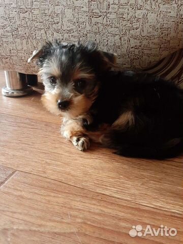 Йоркширский терьер щенки стандарт