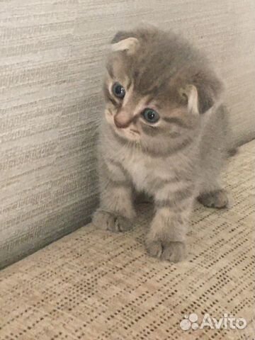 Шотландская вислоухая