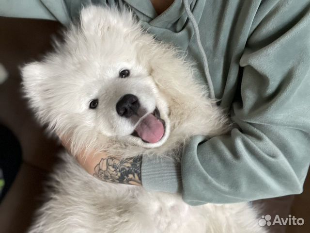 Щенки самоеда