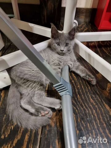 Котята в добрые руки бесплатно