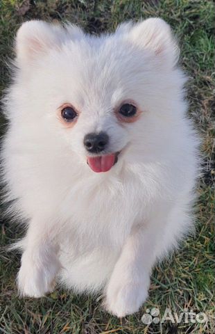 Шпиц подрощенный белый мальчик