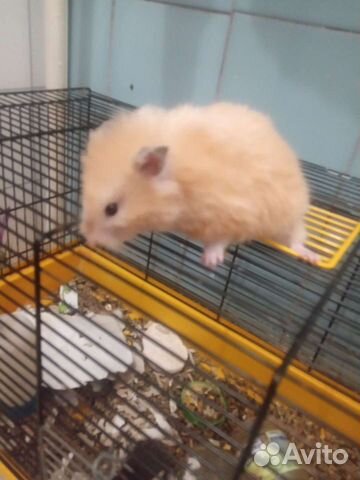 Сирийский хомячок