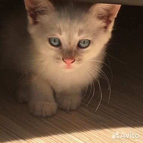 Пушистый котик ищет дом
