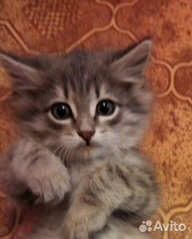 Котенок по имени Твикс, 2 месяца