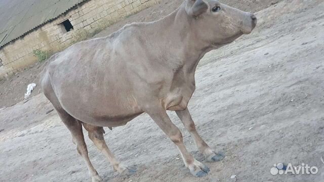 Корова дойная