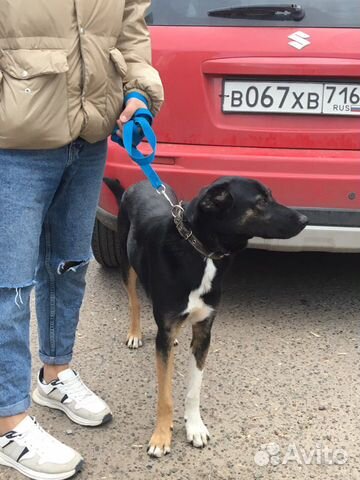 Домашняя собака, 8 мес