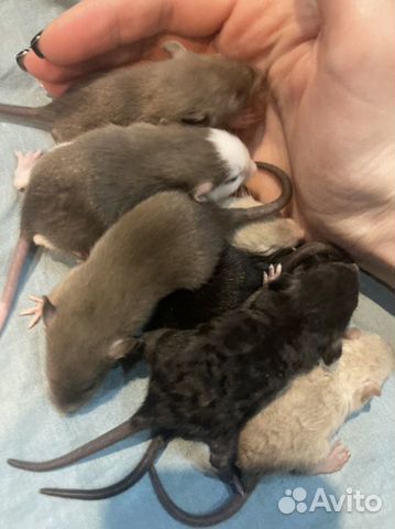 Декоративные крысята