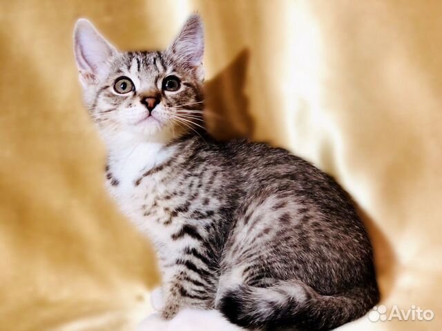 Рысенок 2,5 месяца от породистых родителей. Привив