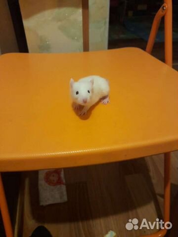 Крысенок-девочка