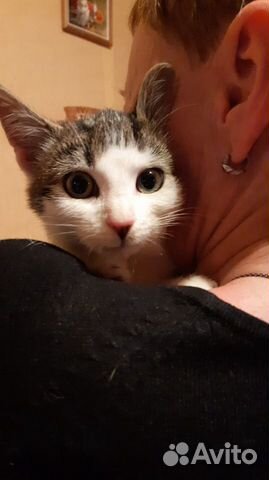 Ручной милый котенок мальчик