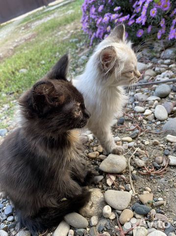 Котята в добрые руки бесплатно