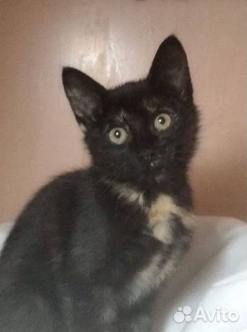 Котёнок Вояка