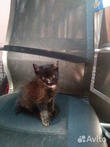 Котята