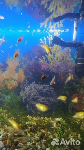 Мальки золотого гурами