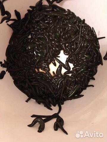 Пиявки (доставка Москва, РФ)