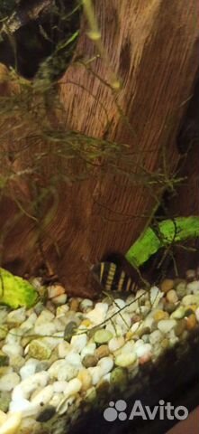 Улитка Хилена хищная