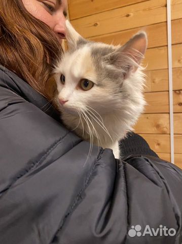 Отдам в добрые руки котенка