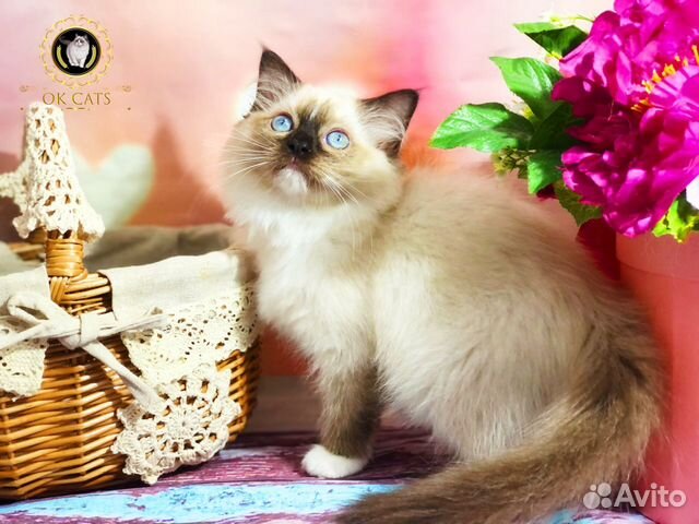 Ласковая малышка чистокровный рэгдолл